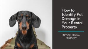 Identify & Prevent Pet Damage in Rental Property | Management One