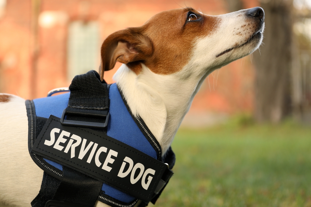 Service Animals & ESAs vs. Insurance Companies: What Prevails When the ...